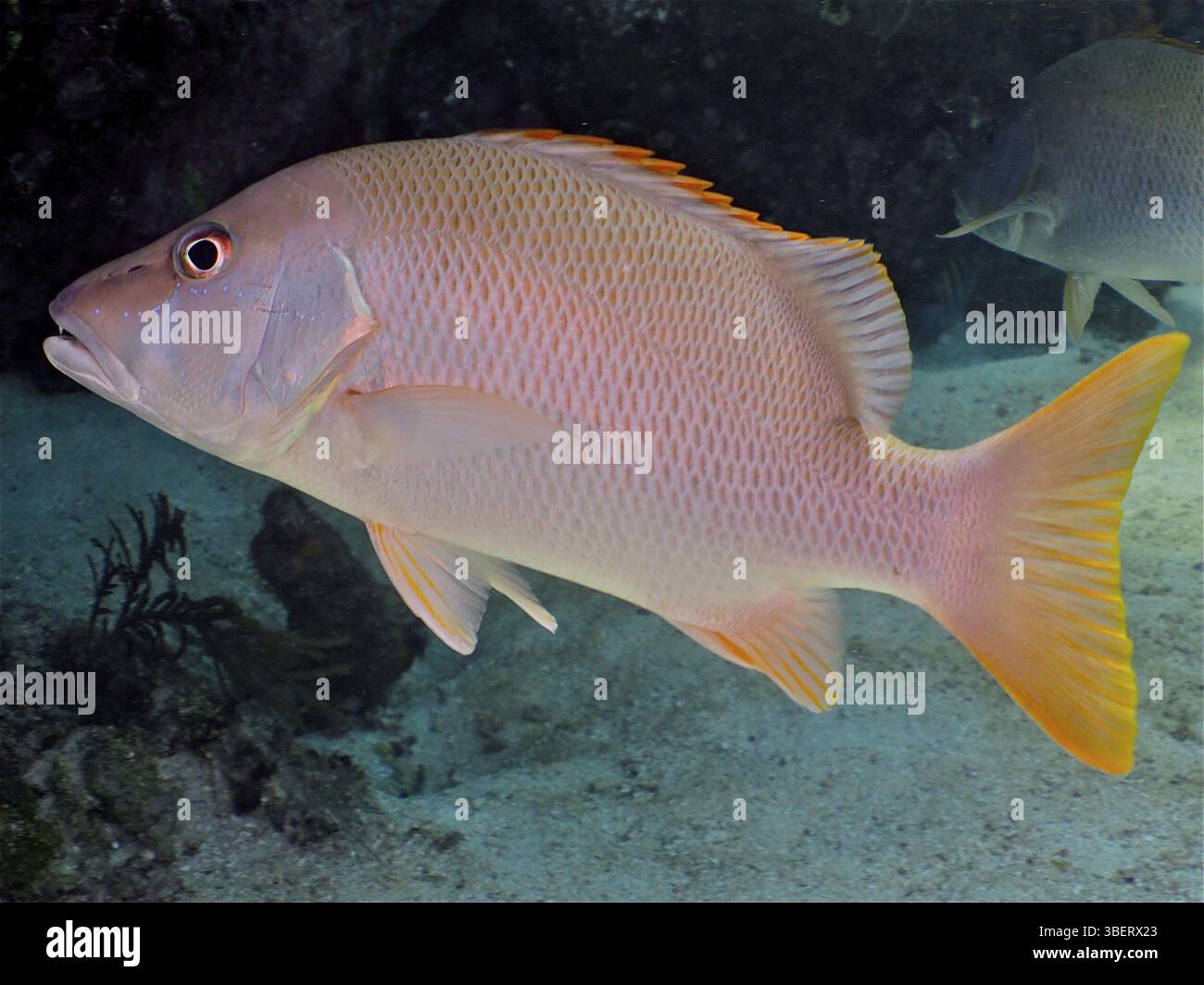 Snapper (Lutjanus jocu Stock Photo - Alamy