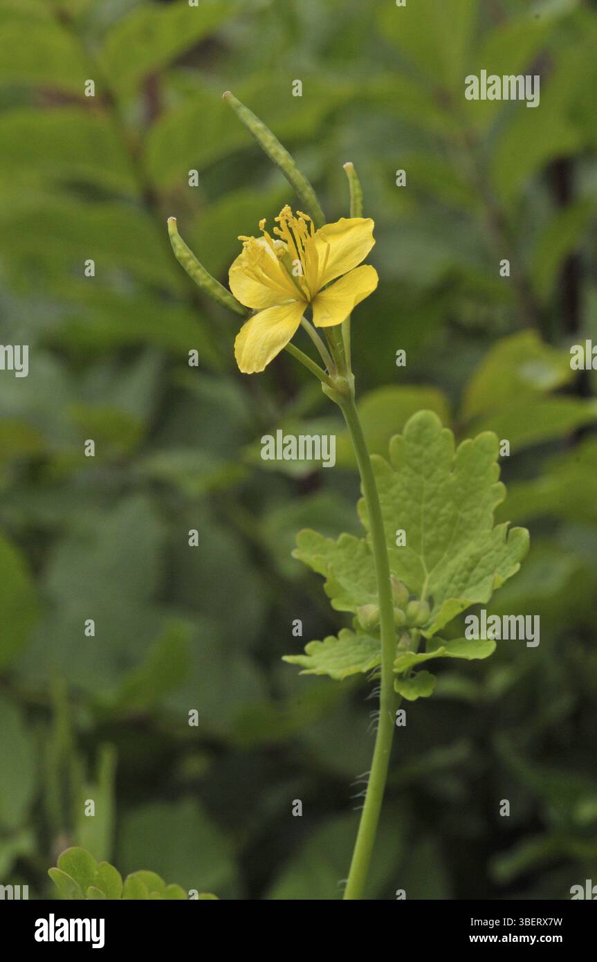 Chelidonium majus common celandine hi-res stock photography and images ...