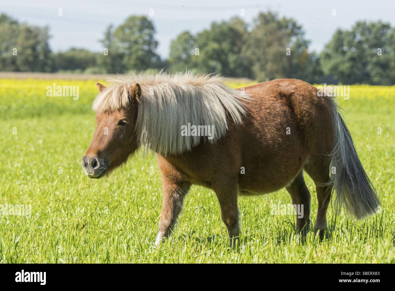Shetland pony (Shettie Stock Photo - Alamy