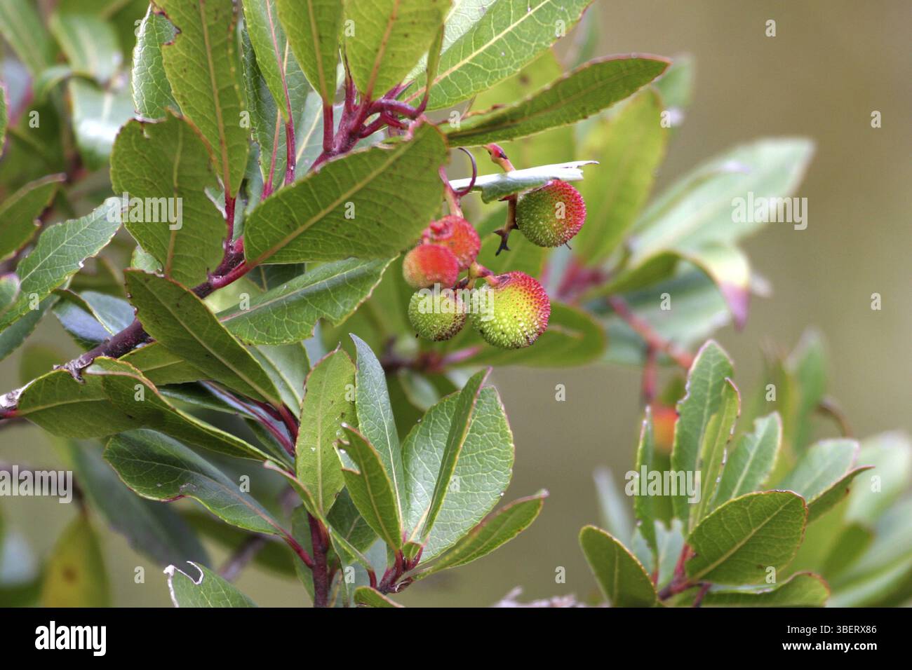Western strawberry tree (Arbutus unedo Stock Photo - Alamy