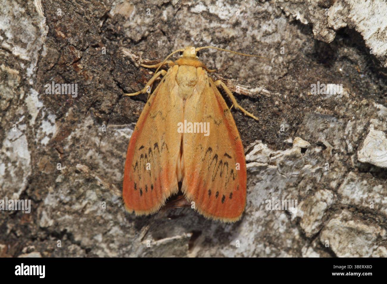 Rose lichen bear (Miltochrista miniata Stock Photo - Alamy
