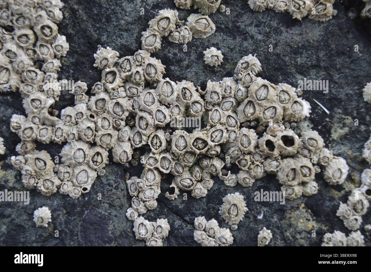 Semibalanus balanoides (Semibalanus balanoides Stock Photo - Alamy