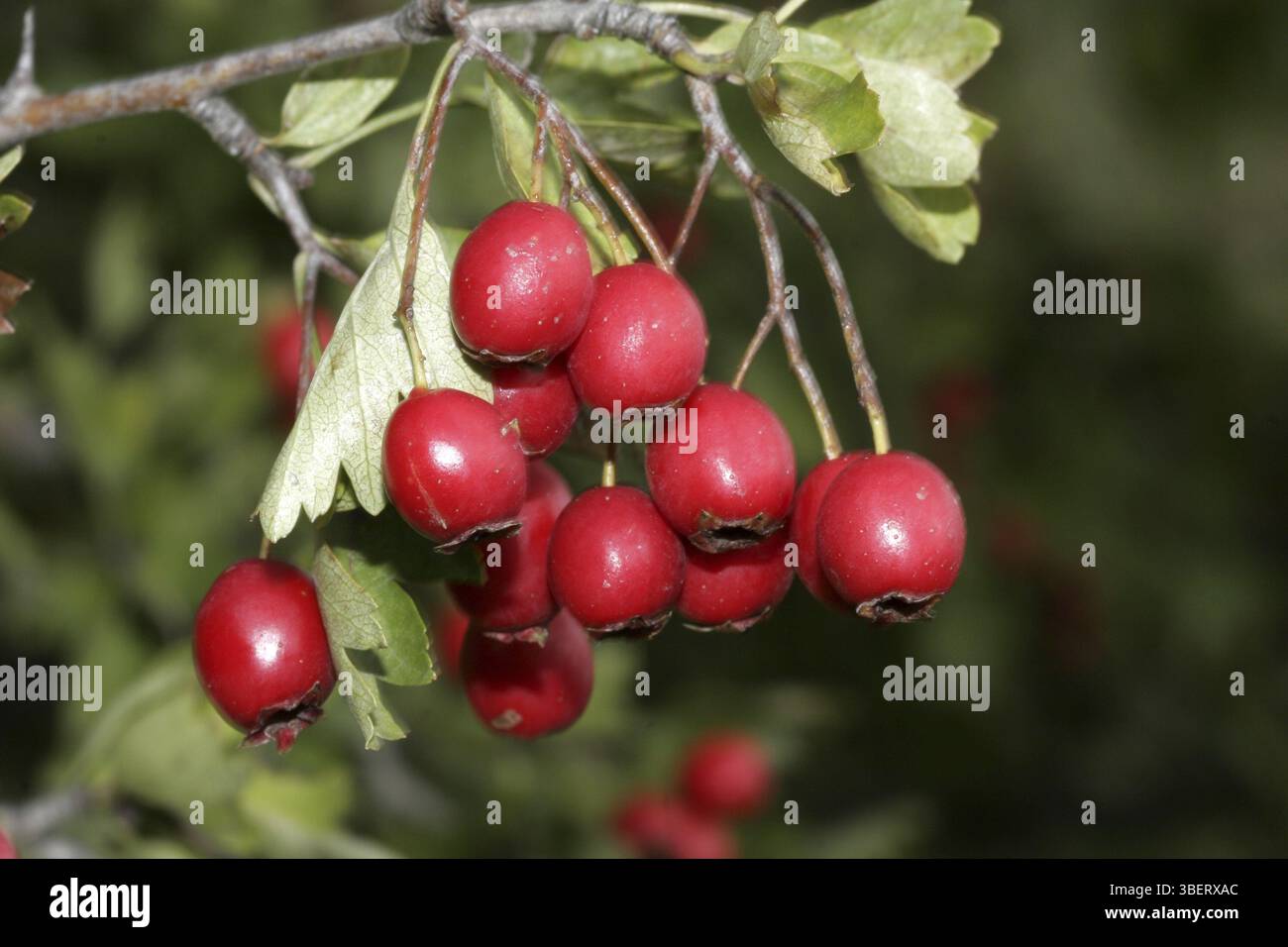 Midland hawthorn (Crataegus laevigata Stock Photo - Alamy