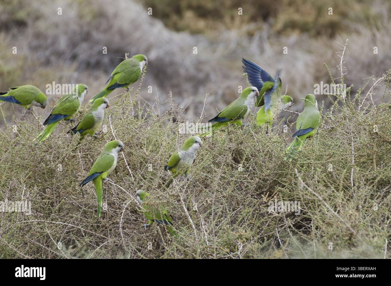 Monk parakeets, in the bush (Myiopsitta monachus Stock Photo - Alamy