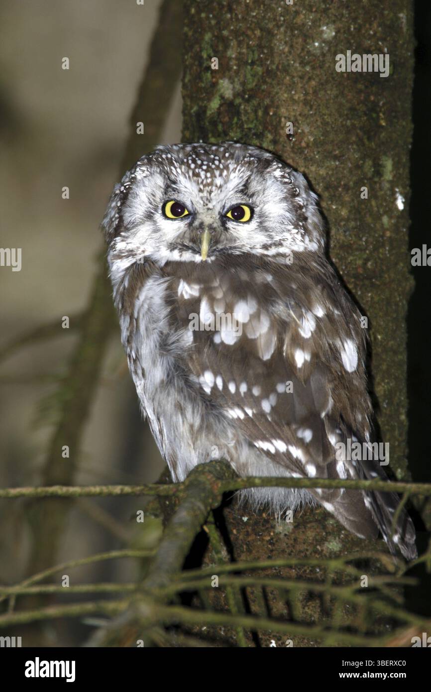 Great horned owl (Aegolius funereus Stock Photo - Alamy