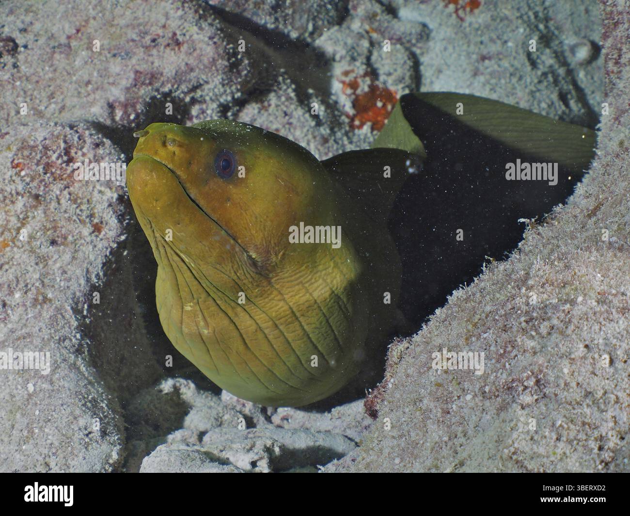 Green moray (Gymnothorax funebris Stock Photo - Alamy