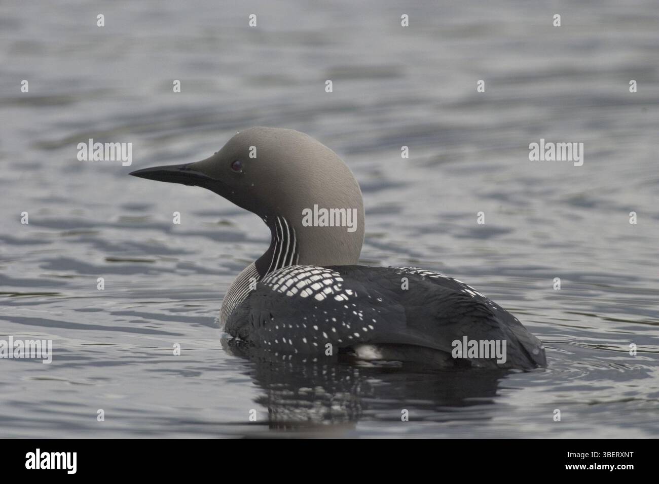 Black-throated diver (Gavia immer Stock Photo - Alamy