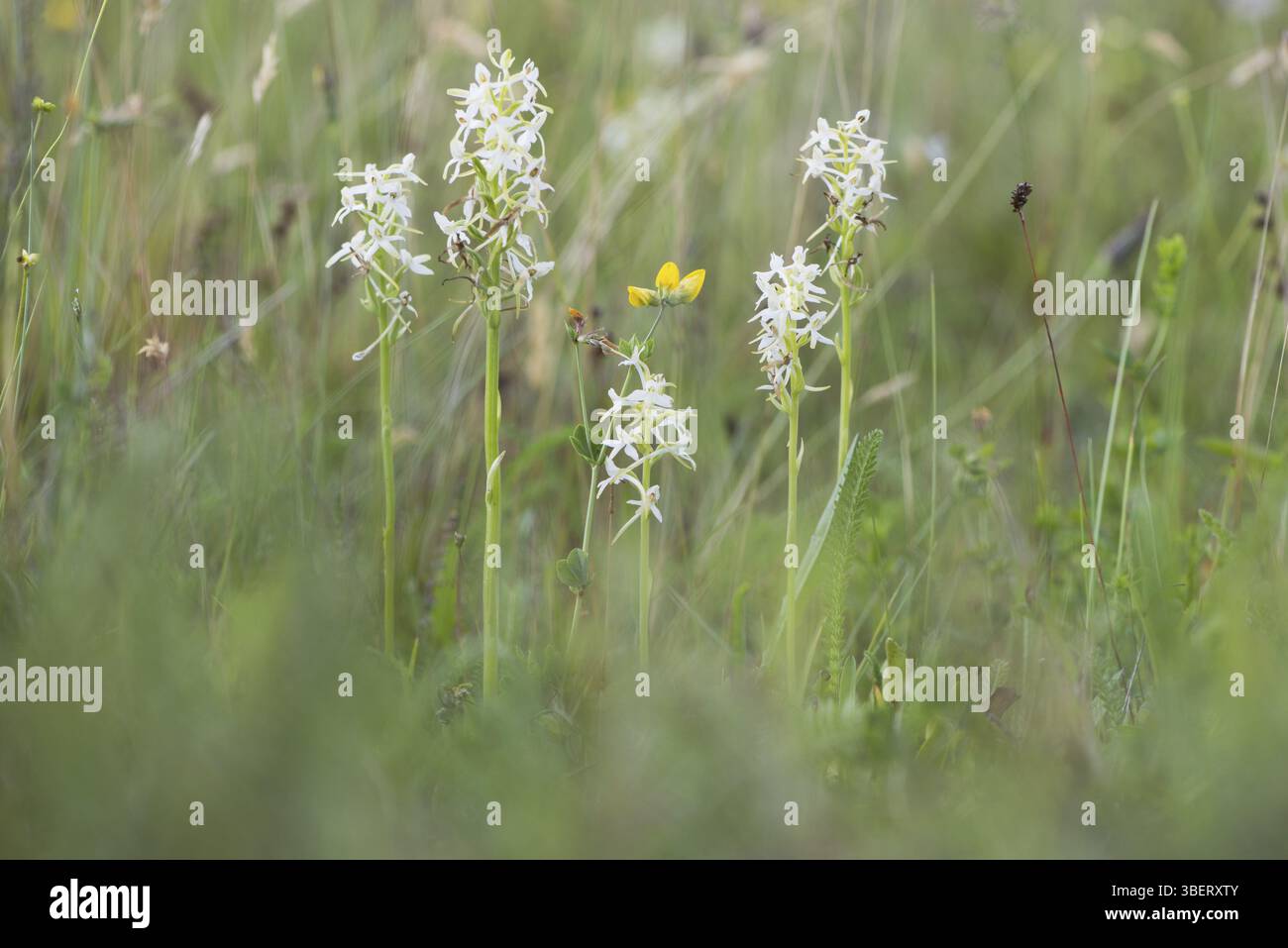White wood hyacinth (Platanthera bifolia Stock Photo - Alamy