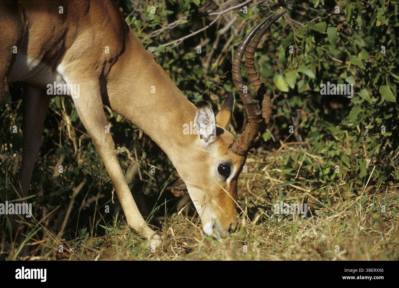 Impala antelope (Aepyceros melampus Stock Photo - Alamy