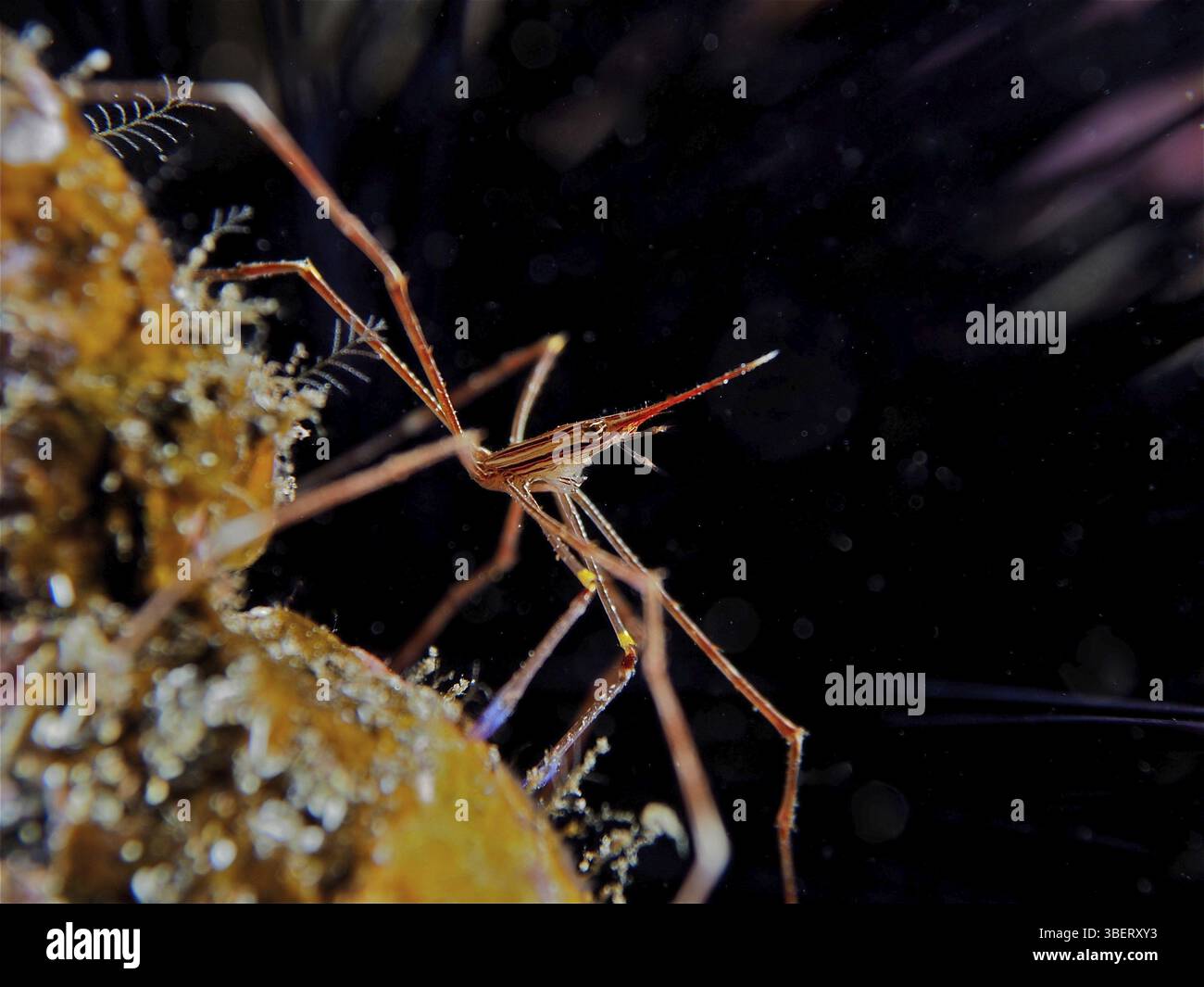 East Atlantic arrow crab (Stenorhynchus lanceolatus Stock Photo - Alamy