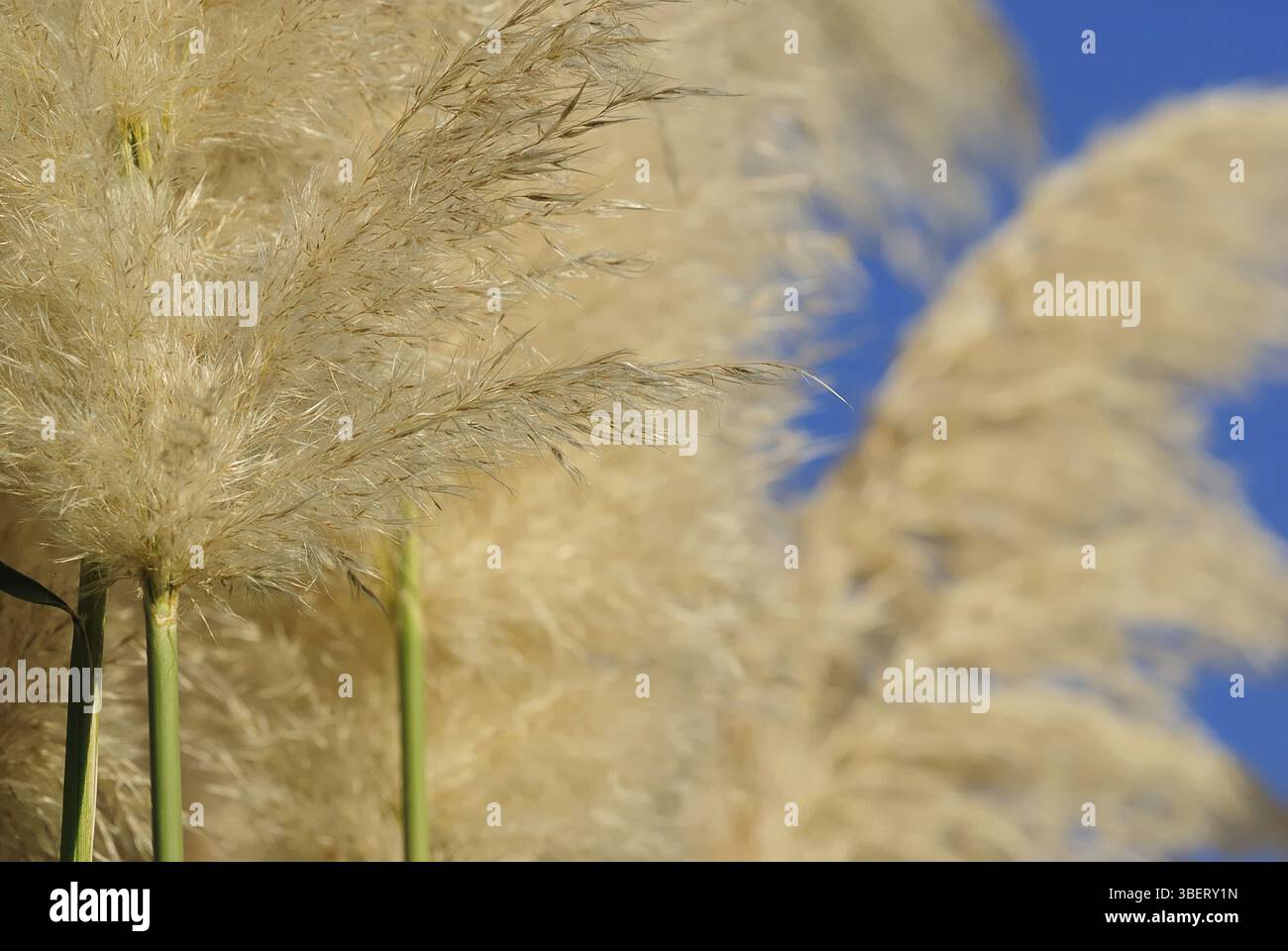 Pampas grass (cortaderia selloana Stock Photo - Alamy
