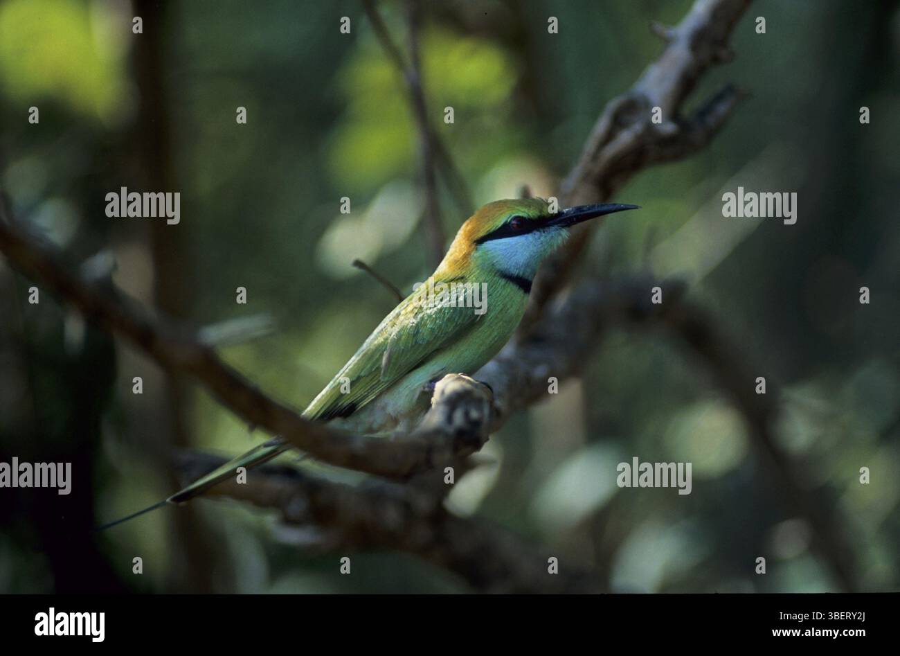 Emerald Bee Eater (Merops orientalis Stock Photo - Alamy