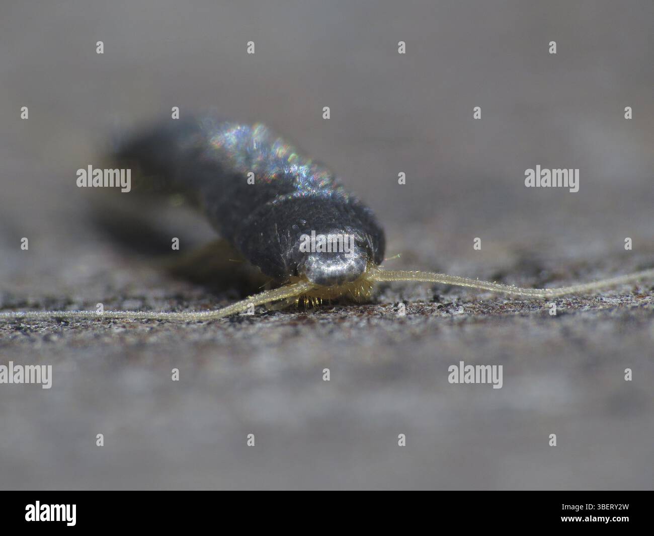 Silverfish (Lepisma saccharina Stock Photo - Alamy