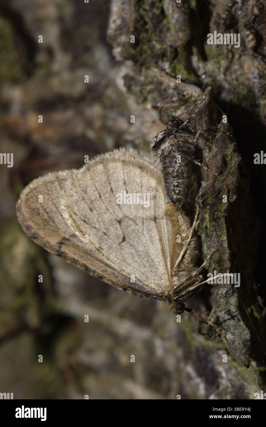 Natural insect behavior hi-res stock photography and images - Alamy