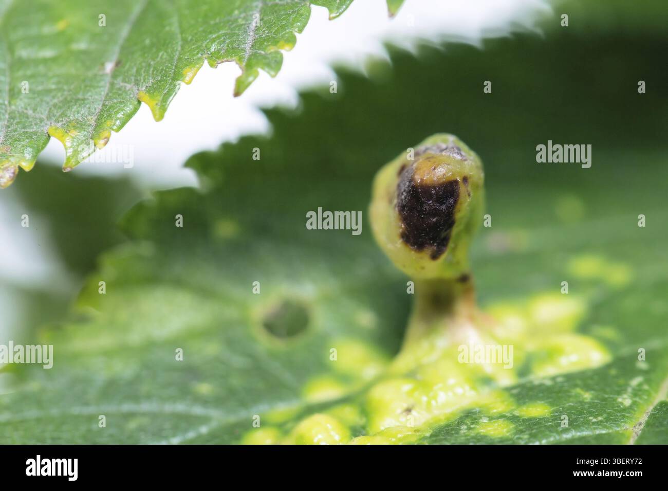 Leaf with fungal infestation Stock Photo - Alamy