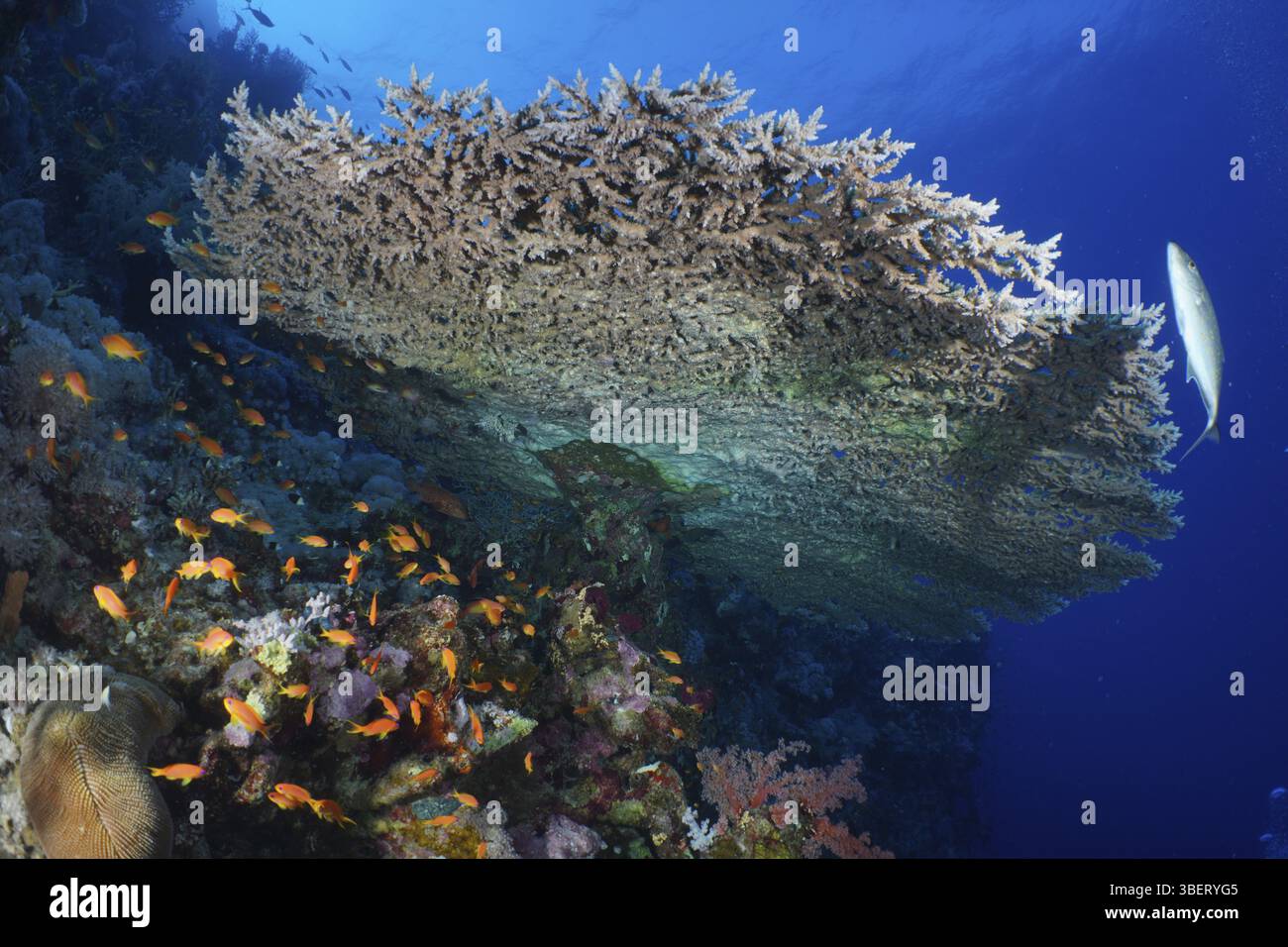 Acropora pharaonis red sea hi-res stock photography and images - Alamy