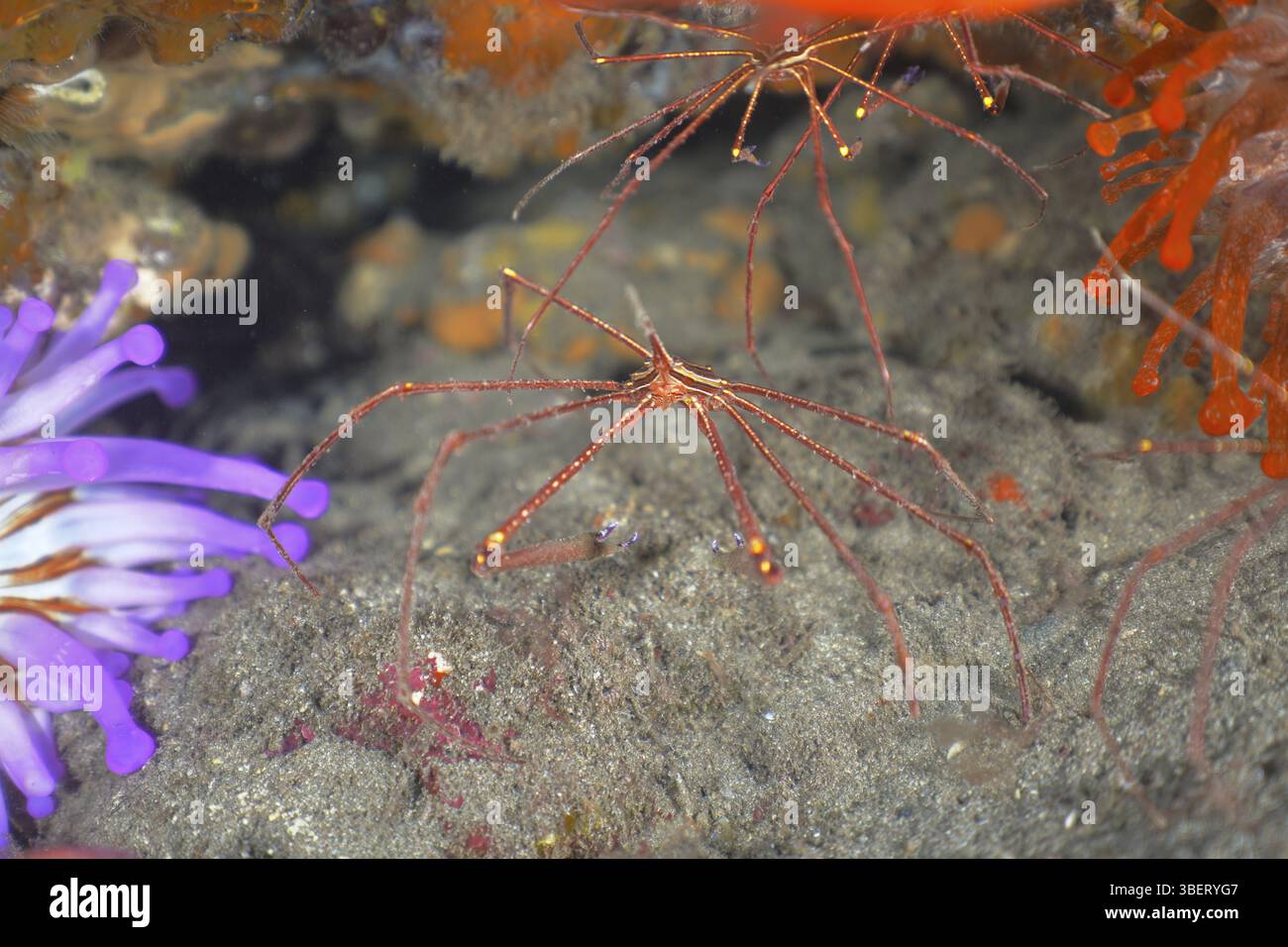 East Atlantic arrow crab (Stenorhynchus lanceolatus Stock Photo - Alamy