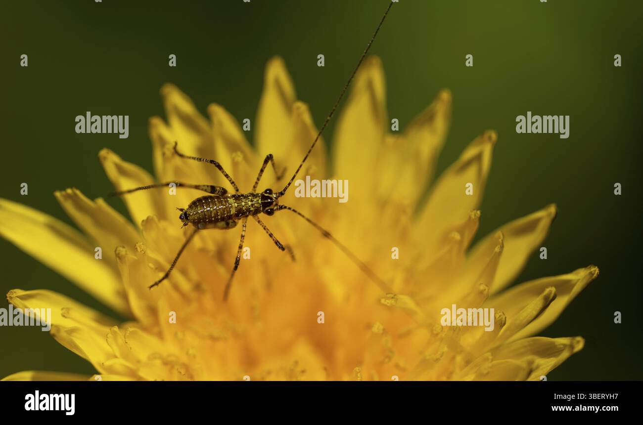 Long footed grasshopper hi-res stock photography and images - Alamy