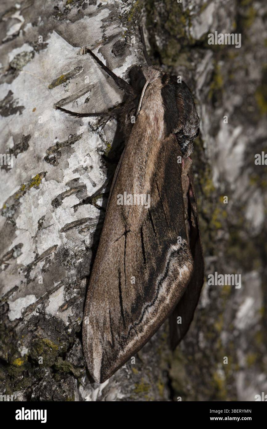 Privet hawkmoth (Sphinx ligustri Stock Photo - Alamy