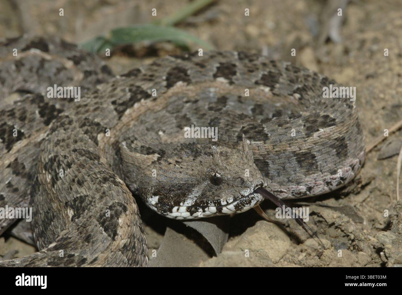 Kenya dwarf puff adder (Bitis worthingtoni Stock Photo - Alamy
