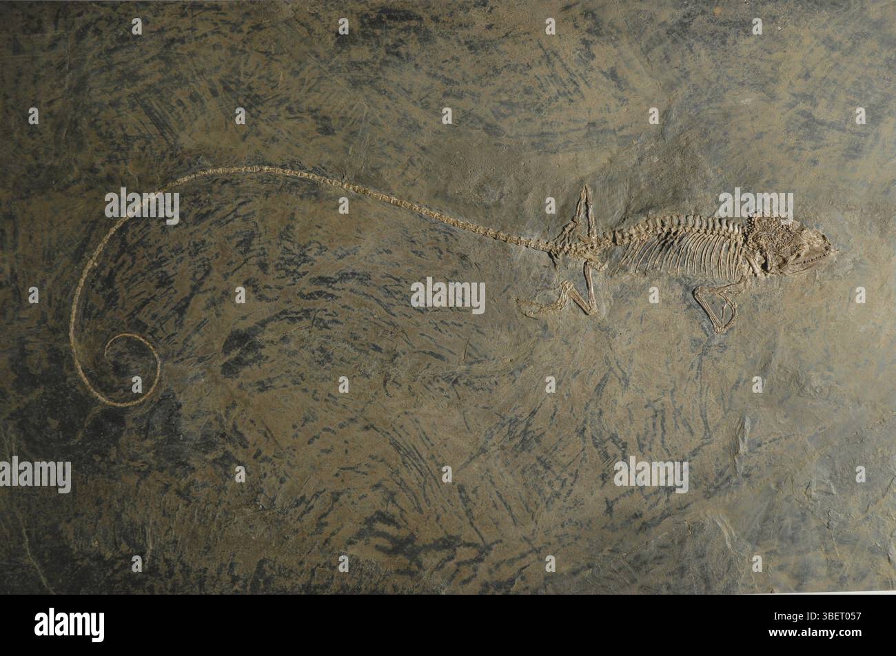Fossil lizard from the Messel Pit Stock Photo - Alamy
