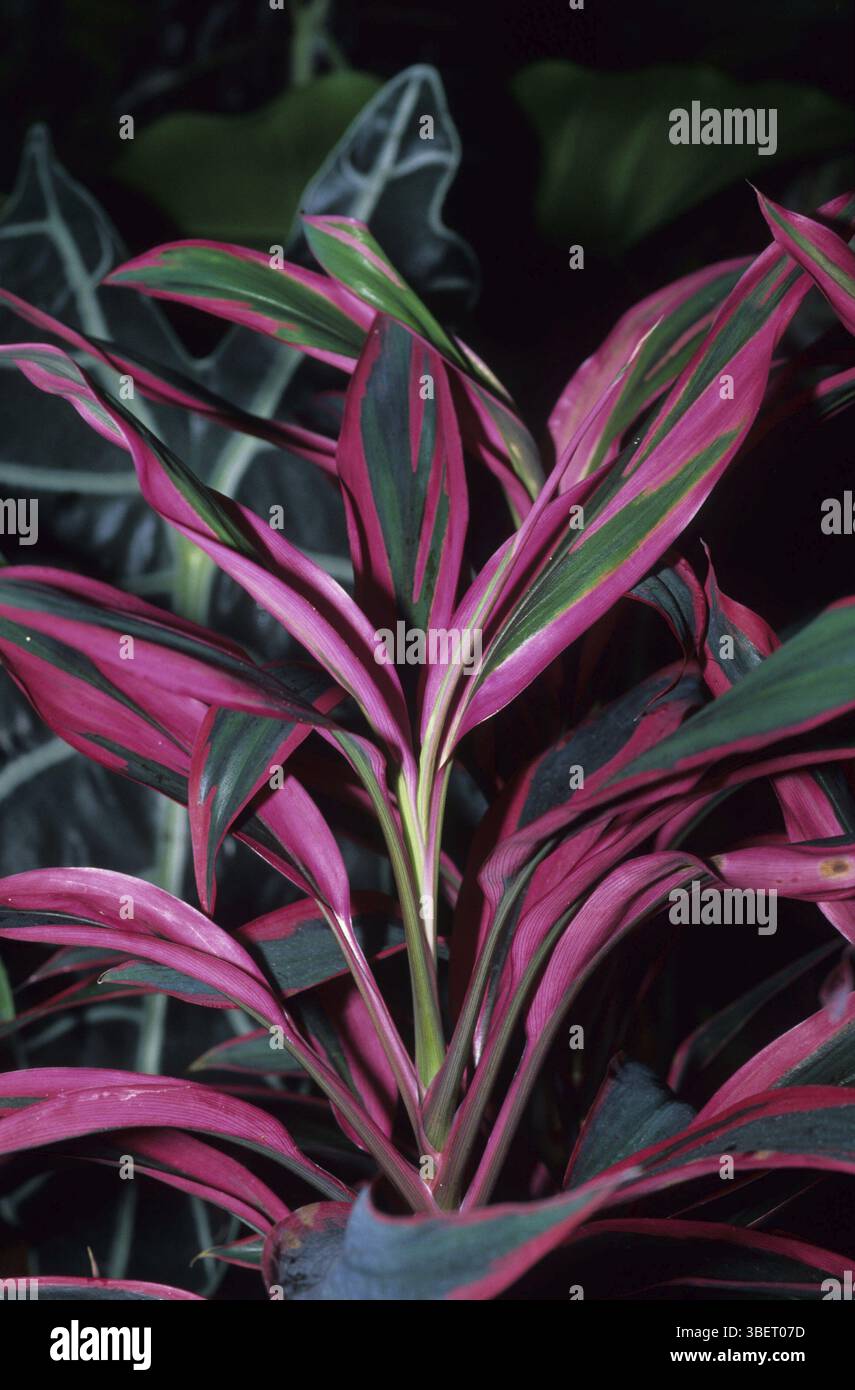 Cordyline terminalis (Cordyline terminalis Stock Photo - Alamy