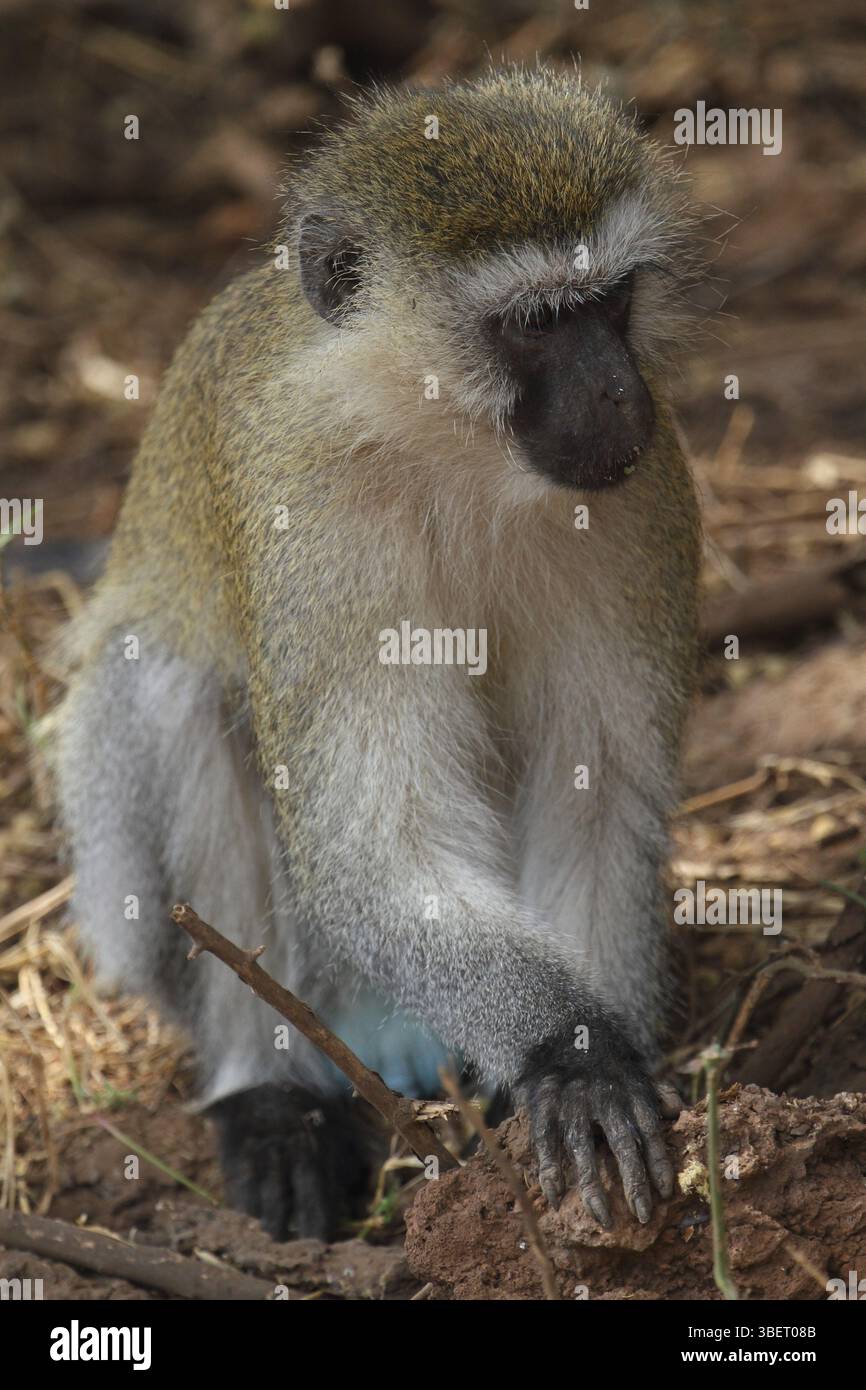 Vervet Monkey, male (Chlorocebus pygerythrus Stock Photo - Alamy
