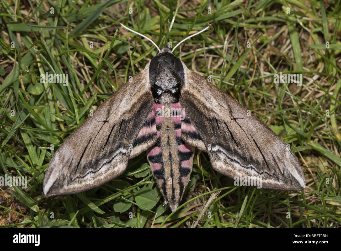 Female hawkmoth hi-res stock photography and images - Alamy