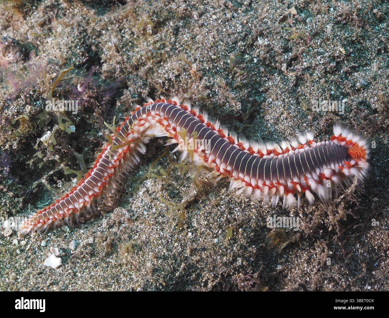 Bearded fireworm (Hermodice carunculata Stock Photo - Alamy