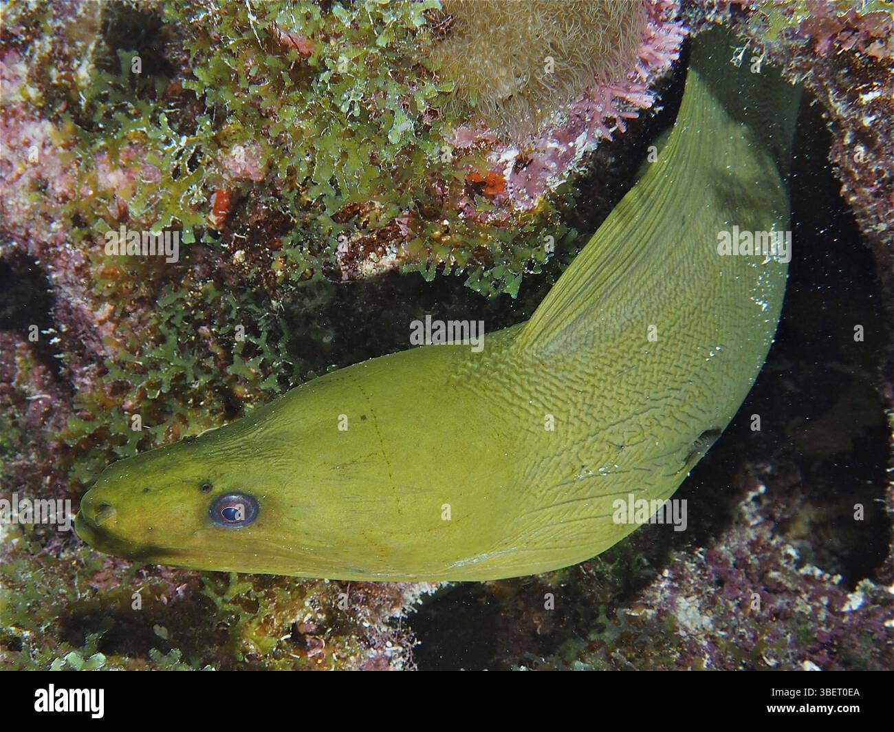 Green moray (Gymnothorax funebris Stock Photo - Alamy
