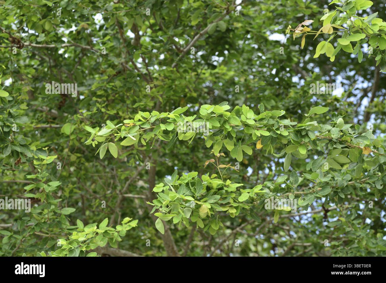 Pithecellobium hi-res stock photography and images - Alamy