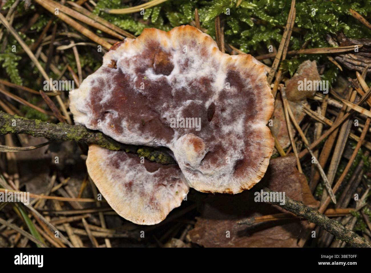Bleeding cork stinging (Hydnellum peckii Stock Photo - Alamy