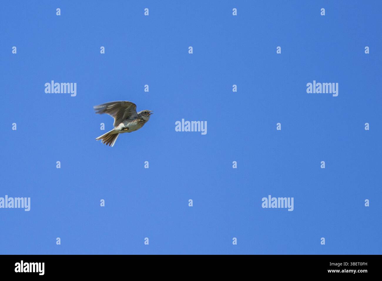 Skylark - male singing (Alauda arvensis Stock Photo - Alamy