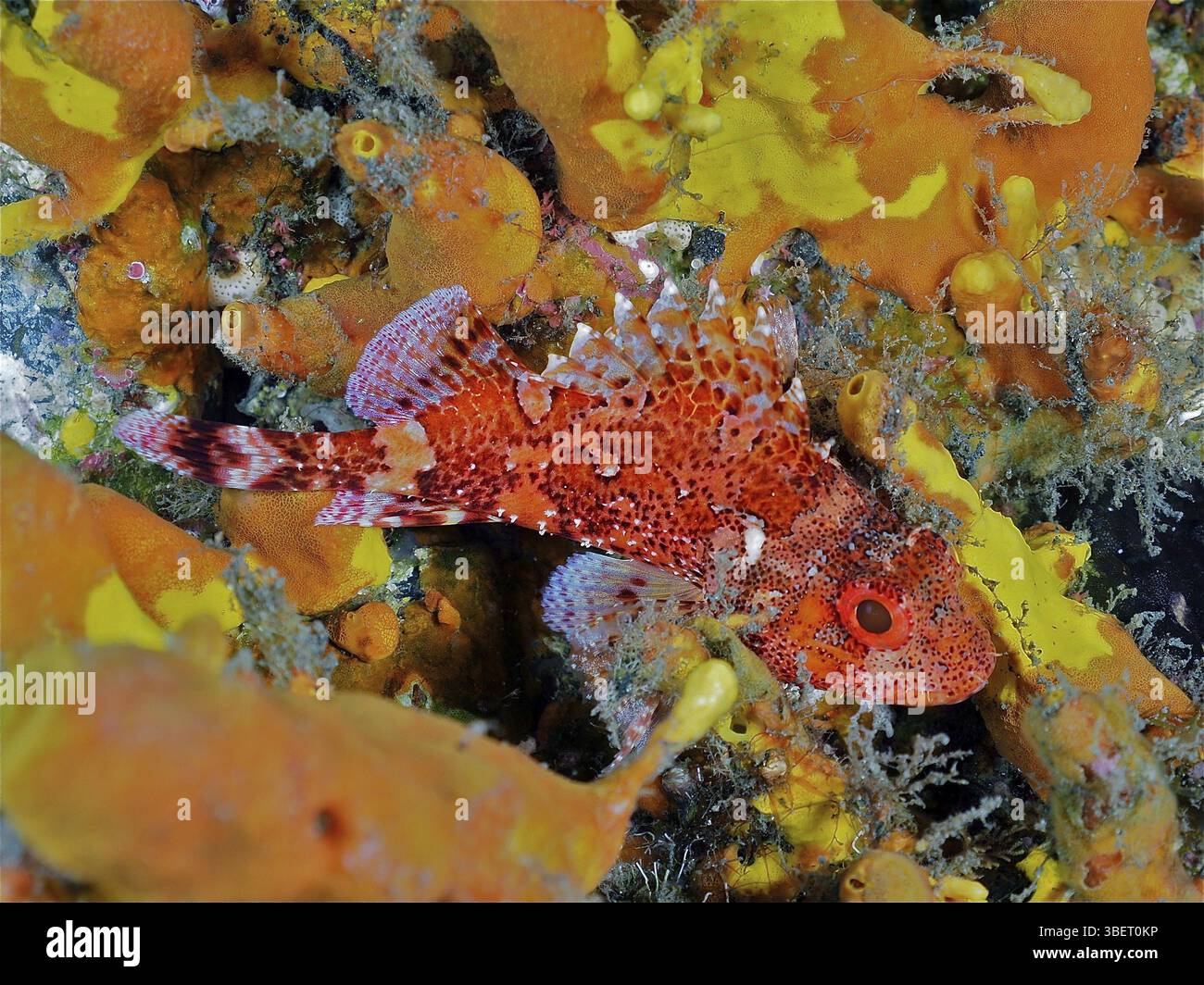 Madeira rockfish hi-res stock photography and images - Alamy