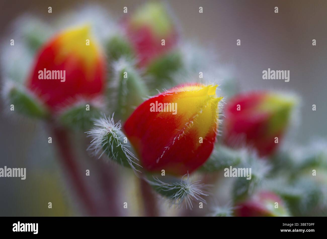 Echeveria setosa hi-res stock photography and images - Alamy
