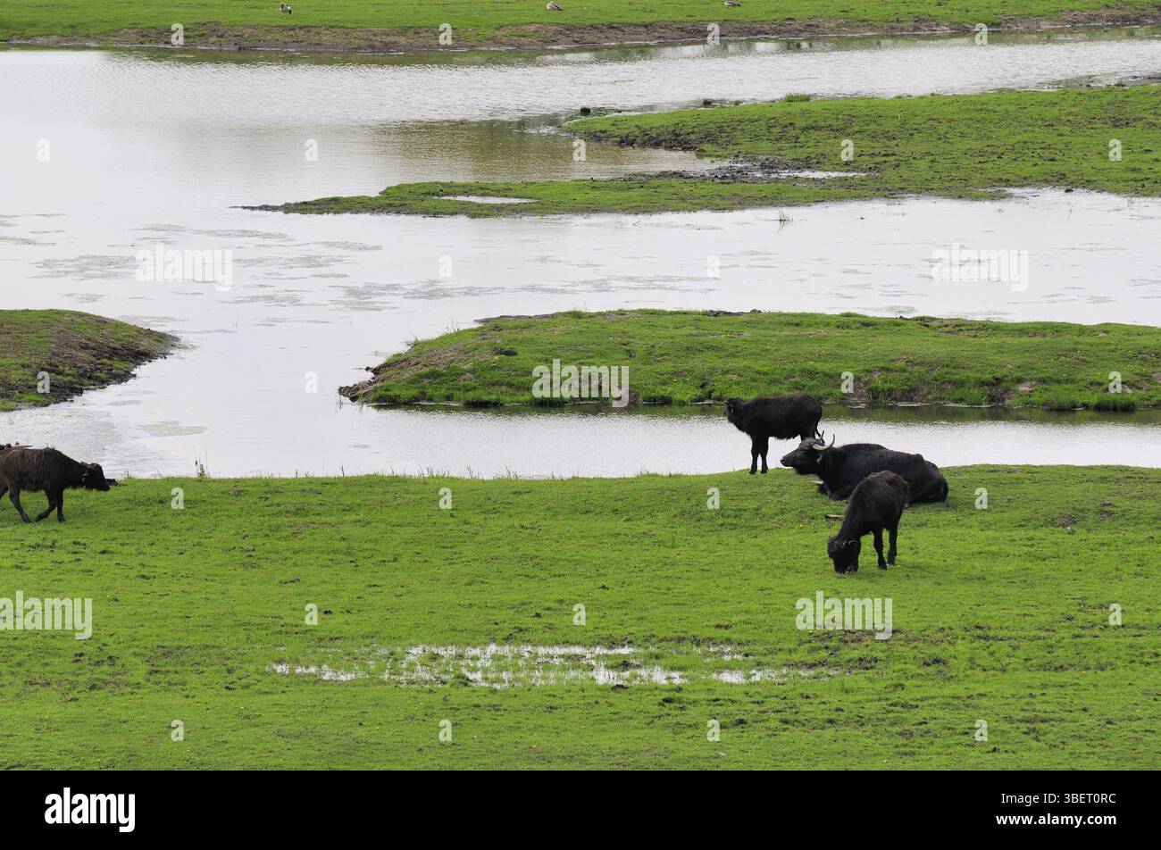 Buffalo swamp hi-res stock photography and images - Alamy