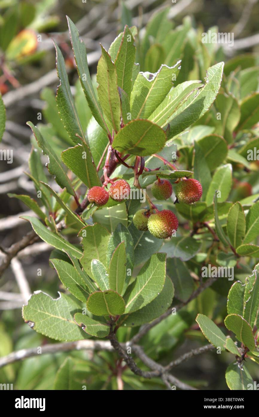 Western strawberry tree (Arbutus unedo Stock Photo - Alamy