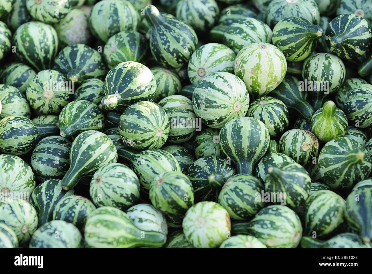 Mini pumpkin (cucurbita pepo Stock Photo - Alamy