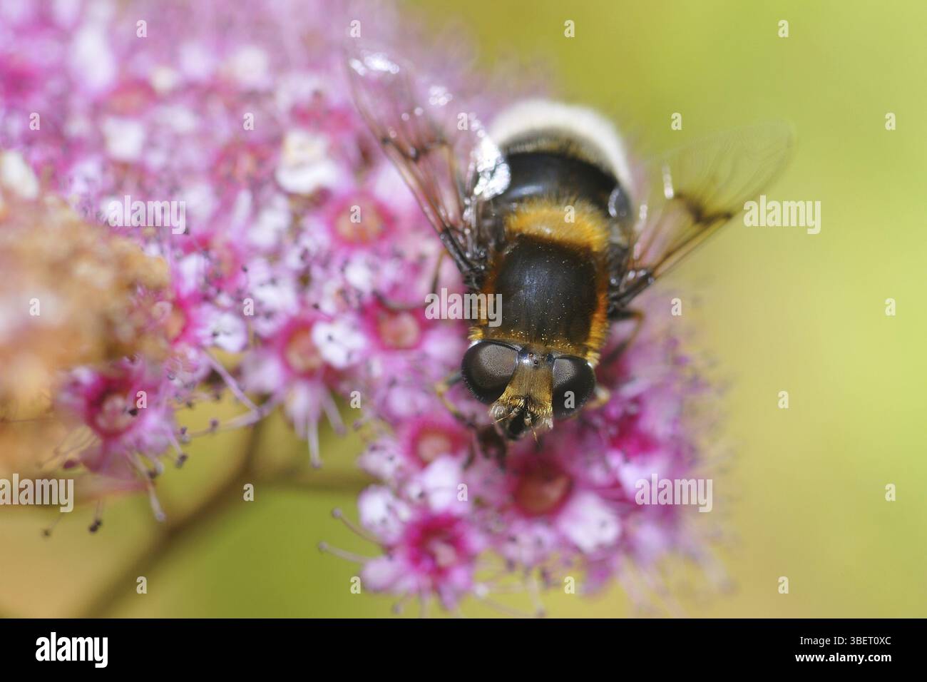 Arctophila superbiens hi-res stock photography and images - Alamy