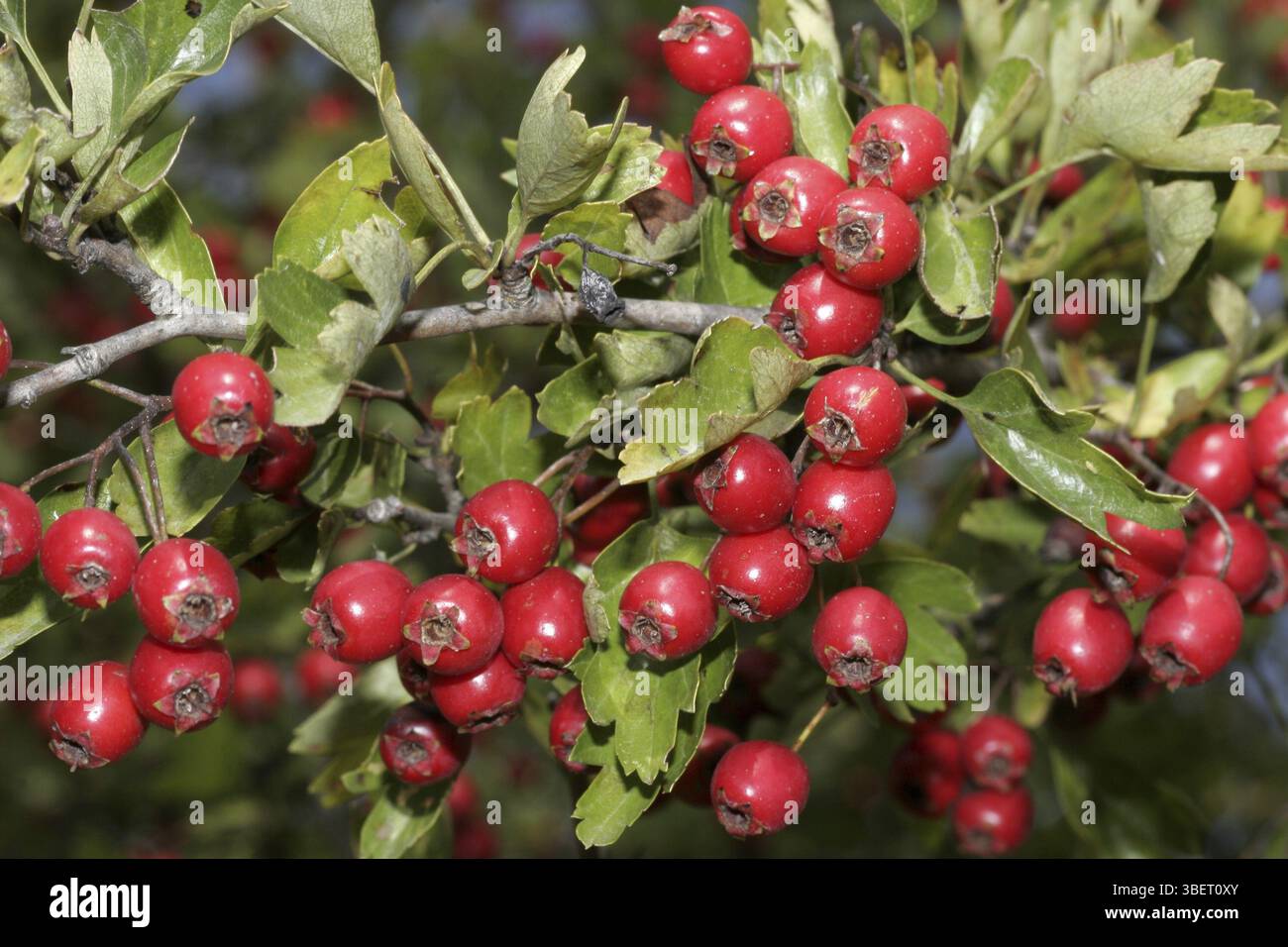 Crataegus paul's scarlet hi-res stock photography and images - Alamy