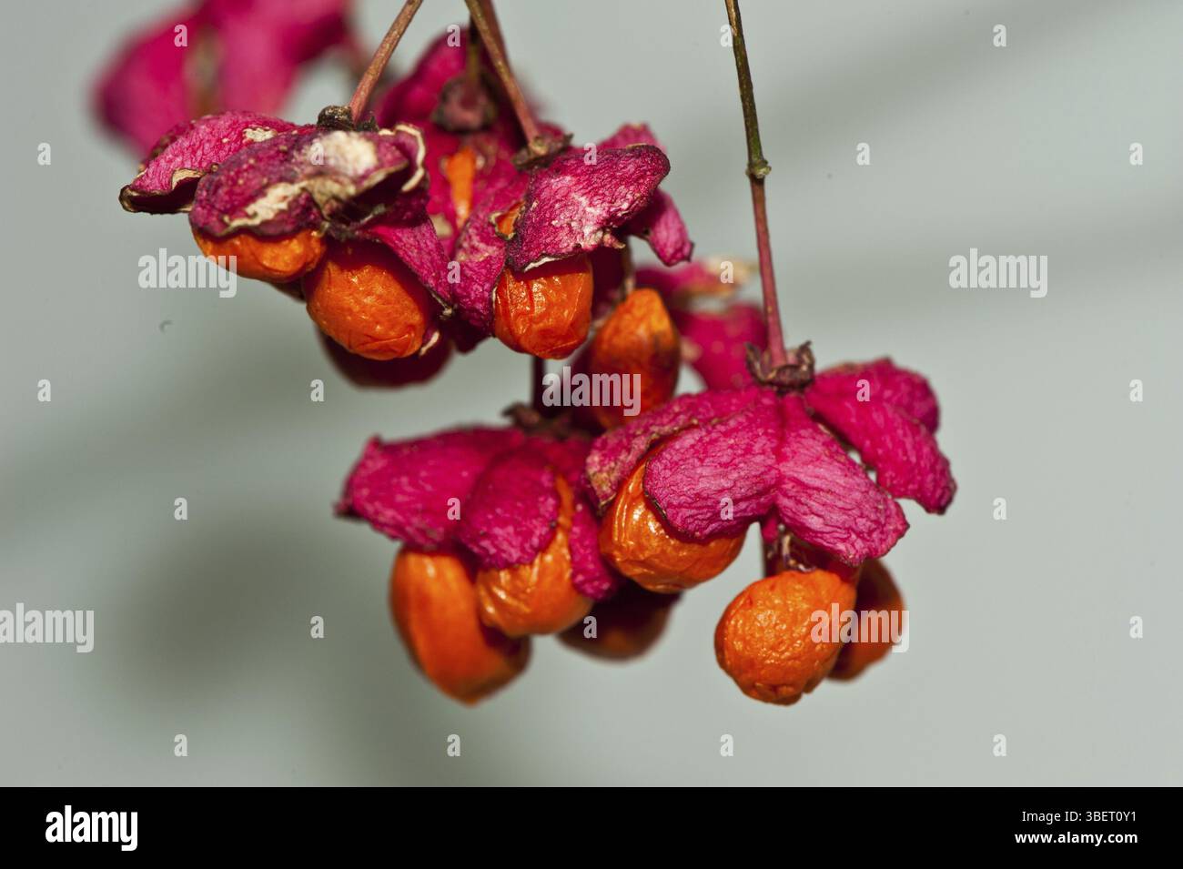 Spindle bush (Euonymus europaea Stock Photo - Alamy