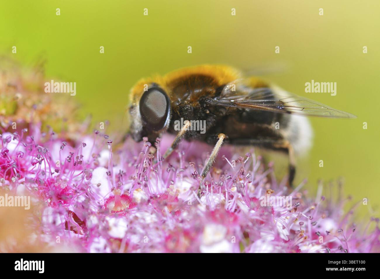 Arctophila superbiens hi-res stock photography and images - Alamy