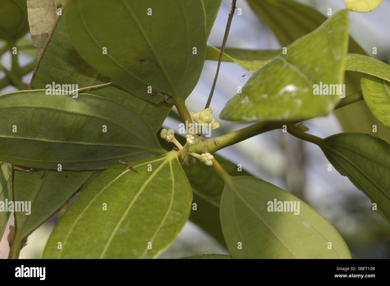 Ceylon cinnamon tree (Cinnamomum zeylanicum Stock Photo - Alamy