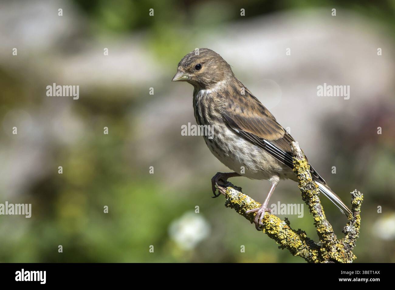 Common linnet - young bird on a branch (Carduelis cannabina Stock Photo ...