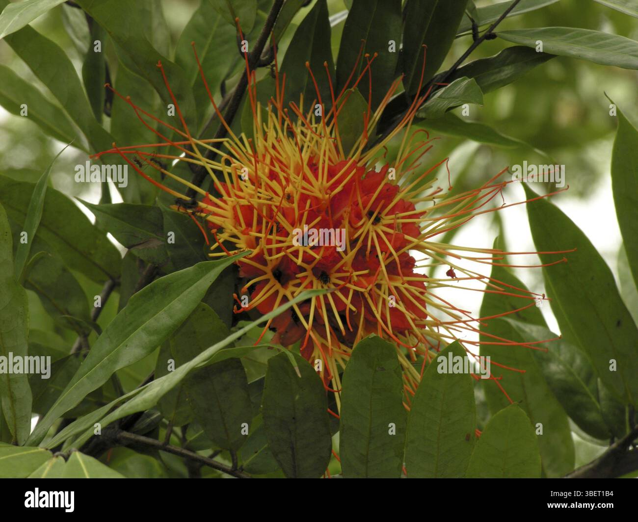 Rose of Venezuela (Brownea grandiceps Stock Photo - Alamy