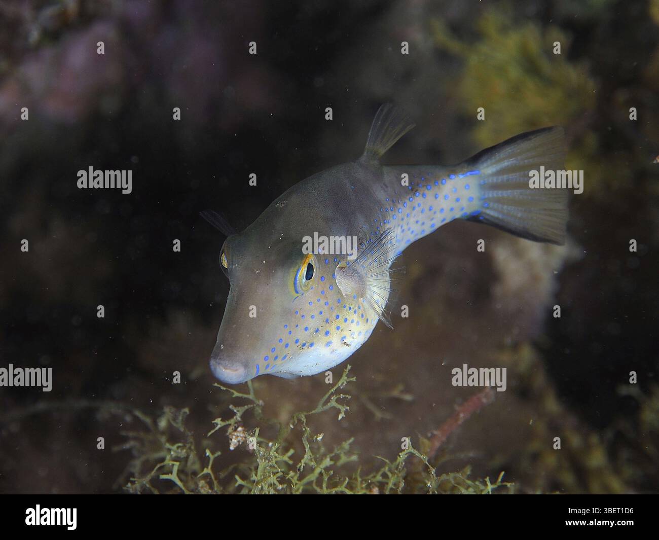 Pufferfish (Canthigaster rostrata Stock Photo - Alamy
