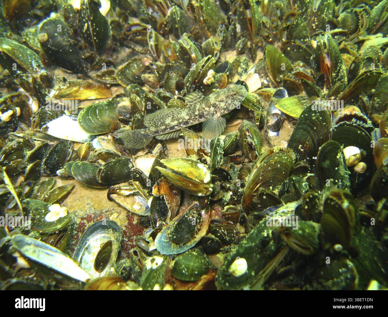 Spotted goby (Pomatoschistus pictus Stock Photo - Alamy