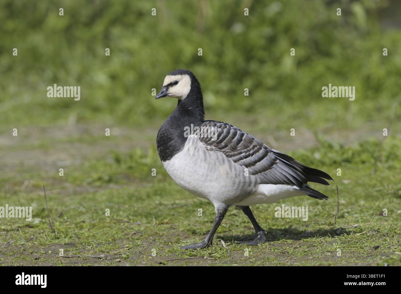 White-fronted goose (Branta leucopsis Stock Photo - Alamy