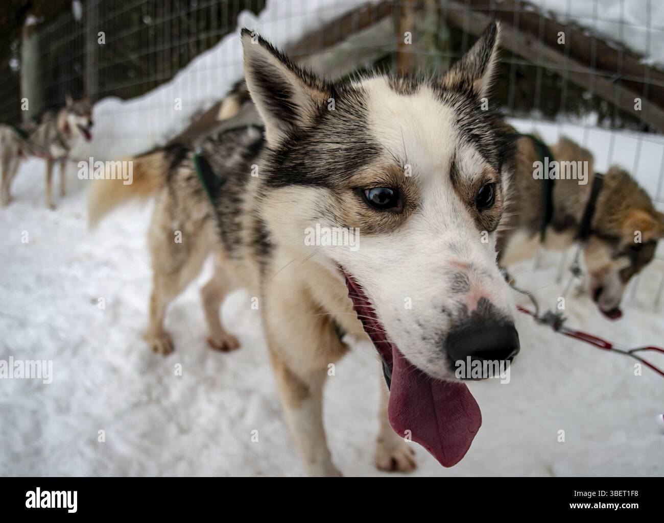 Alaskan husky (Canis lupus familiaris Stock Photo - Alamy
