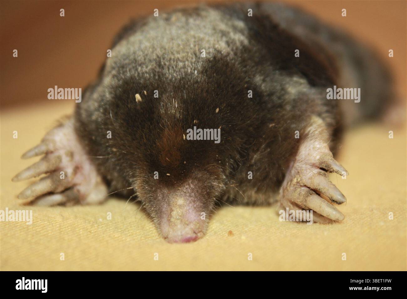 European mole (Talpa europaea Stock Photo - Alamy